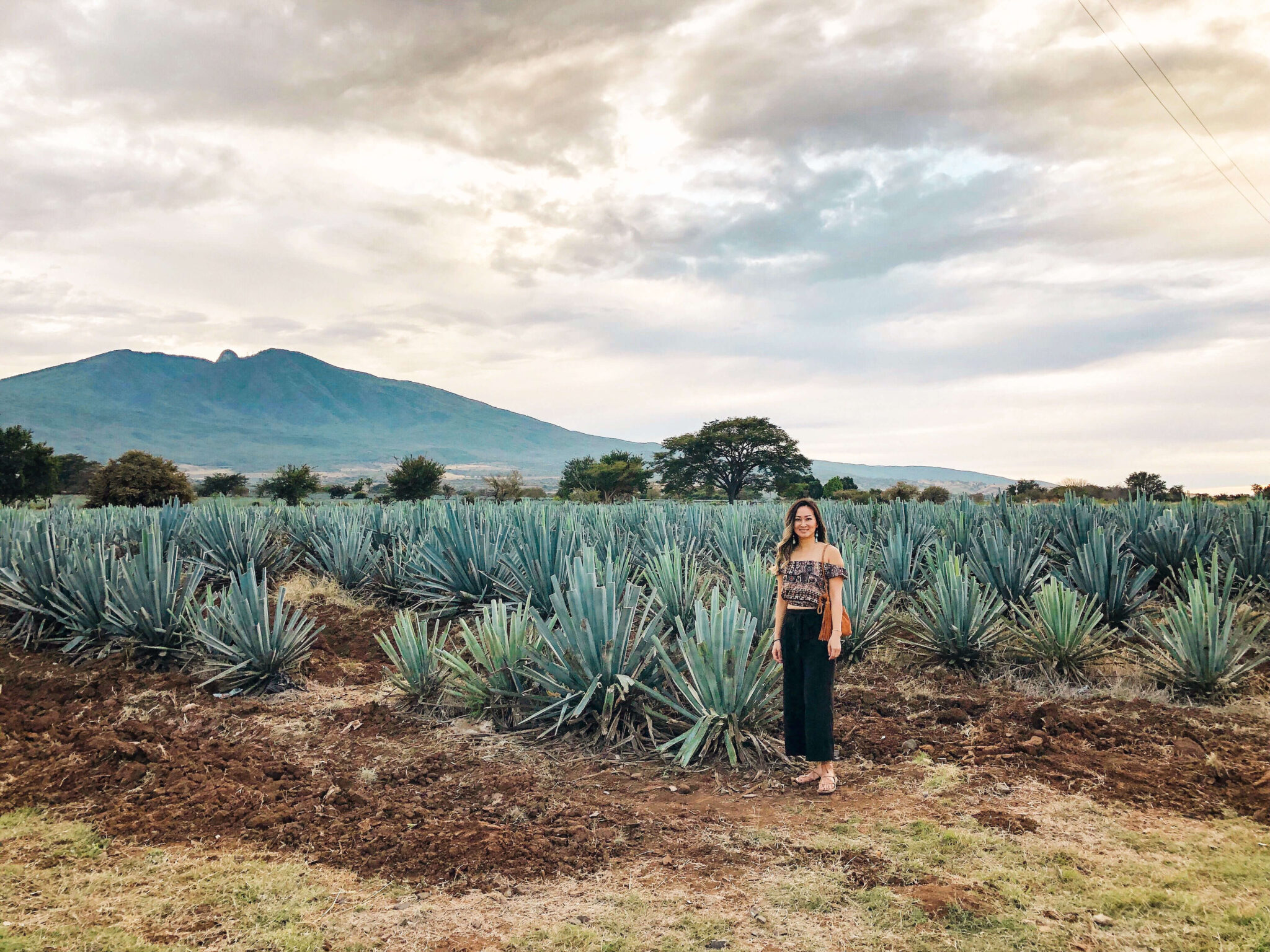 5 BEST Tequila Tours in Jalisco, Mexico 2024 - Nomadic Travelista